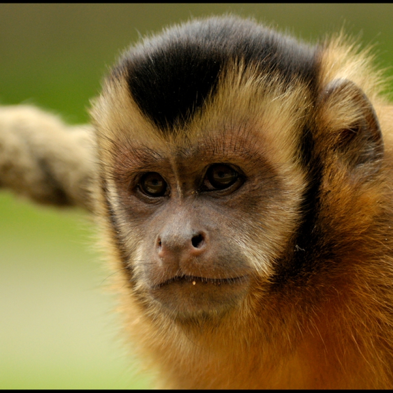 Home - De Zonnegloed - Refuge pour animaux