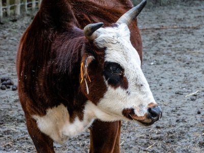 Zeboe - Dier - De Zonnegloed - Dierenpark - Dieren opvangcentrum ...