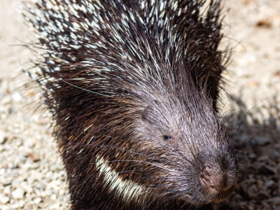 Gewoon stekelvarken - Dier - De Zonnegloed - Dierenpark - Dieren ...