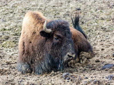 Amerikaanse bizon - Dier - De Zonnegloed - Dierenpark - Dieren ...