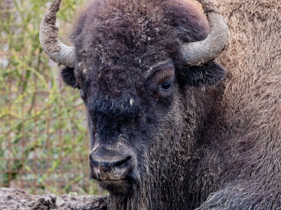 Amerikaanse bizon - Dier - De Zonnegloed - Dierenpark - Dieren ...