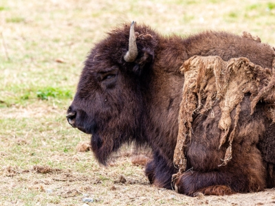 Amerikaanse bizon - Dier - De Zonnegloed - Dierenpark - Dieren ...