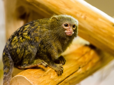 Dwergzijdeaapje - Dier - De Zonnegloed - Dierenpark - Dieren ...