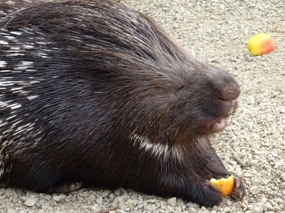 Gewoon stekelvarken - Dier - De Zonnegloed - Dierenpark - Dieren ...
