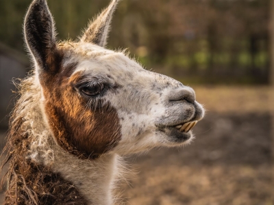 Lama - Dier - De Zonnegloed - Dierenpark - Dieren opvangcentrum - Sanctuary