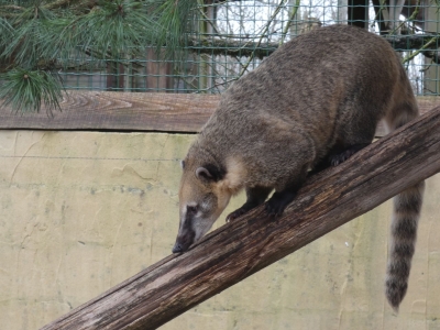 Rode neusbeer - Dier - De Zonnegloed - Dierenpark - Dieren ...