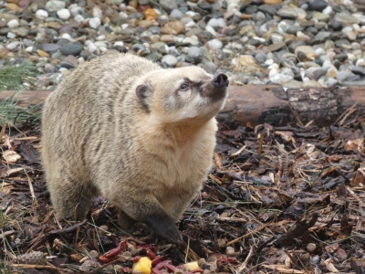 Rode neusbeer - Dier - De Zonnegloed - Dierenpark - Dieren ...