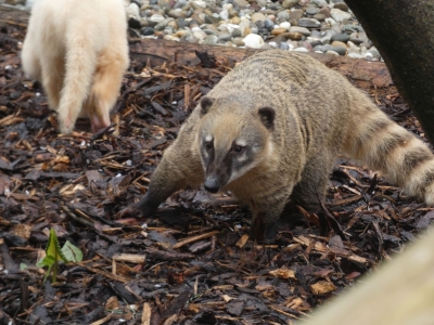 Rode neusbeer - Dier - De Zonnegloed - Dierenpark - Dieren ...