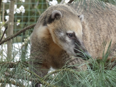 Rode neusbeer - Dier - De Zonnegloed - Dierenpark - Dieren ...