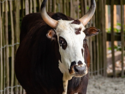 Zeboe - Dier - De Zonnegloed - Dierenpark - Dieren opvangcentrum ...