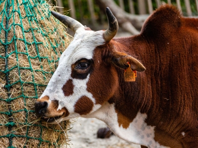 Zeboe - Dier - De Zonnegloed - Dierenpark - Dieren opvangcentrum ...