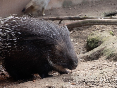 Gewoon stekelvarken - Dier - De Zonnegloed - Dierenpark - Dieren ...