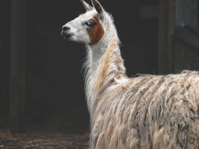 Lama - Dier - De Zonnegloed - Dierenpark - Dieren opvangcentrum - Sanctuary