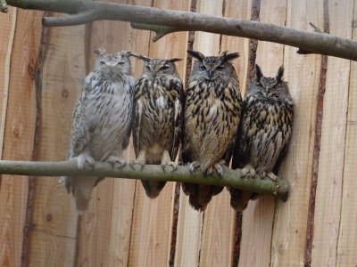 Europese oehoe - Dier - De Zonnegloed - Dierenpark - Dieren ...