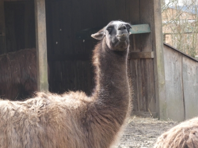 Lama - Dier - De Zonnegloed - Dierenpark - Dieren opvangcentrum - Sanctuary