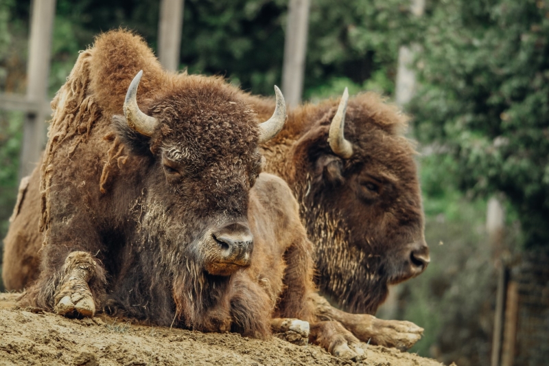 Amerikaanse bizon - Dier - De Zonnegloed - Refuge pour animaux