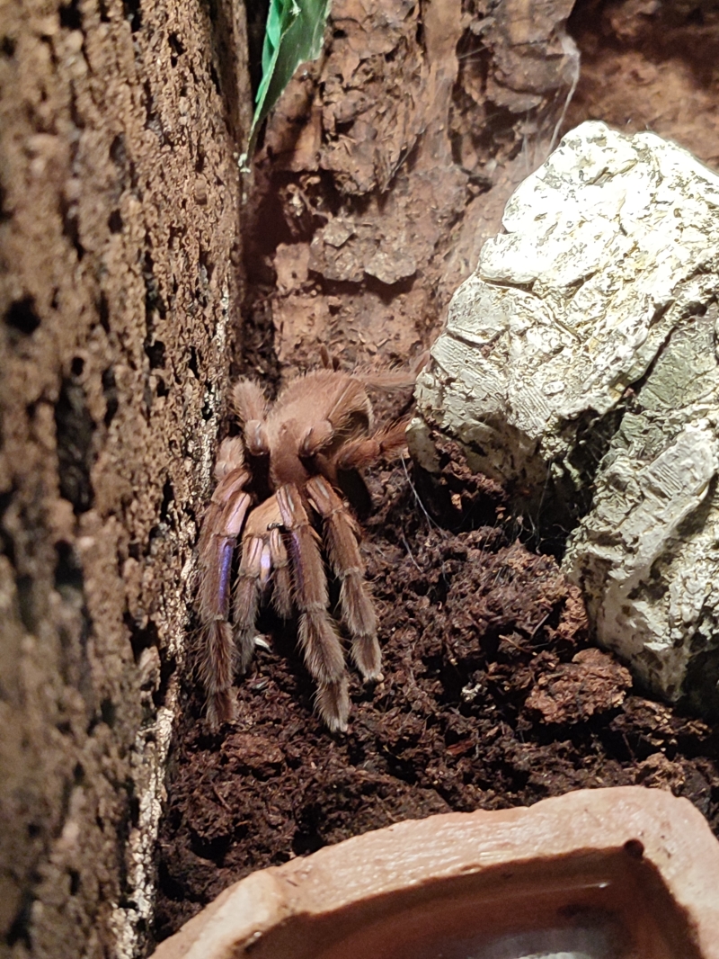 Chilobrachys sp electric blue - Dier - De Zonnegloed - Dierenpark ...