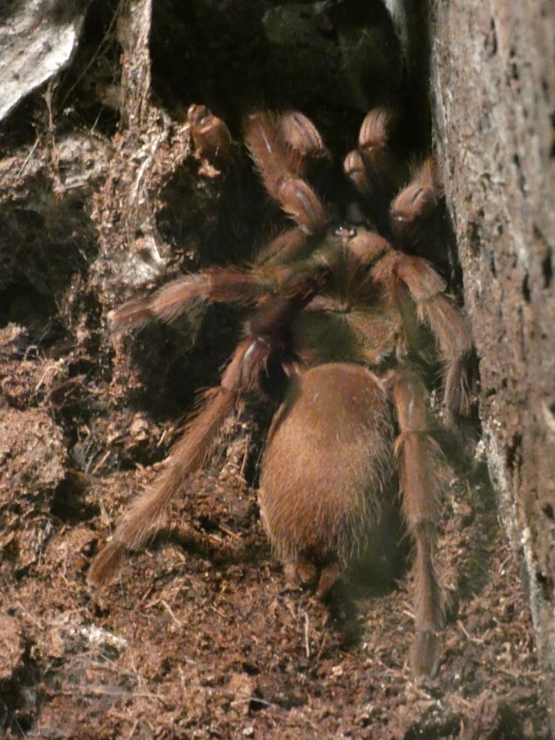 Chilobrachys sp electric blue - Dier - De Zonnegloed - Dierenpark ...