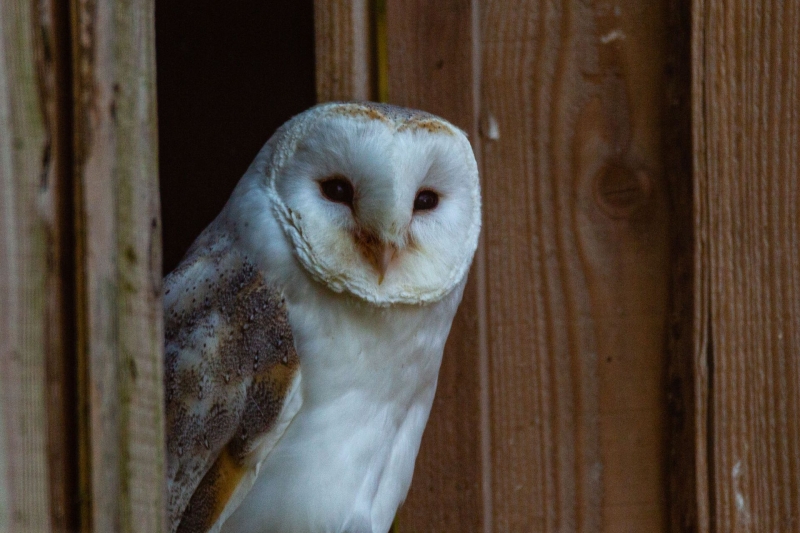 Kerkuil - Dier - De Zonnegloed - Dierenpark - Dieren opvangcentrum ...