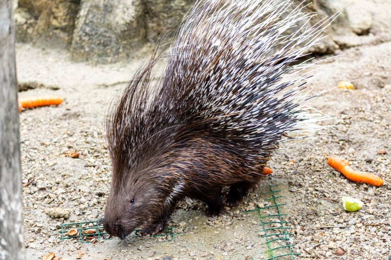 Gewoon stekelvarken - Dier - De Zonnegloed - Dierenpark - Dieren ...
