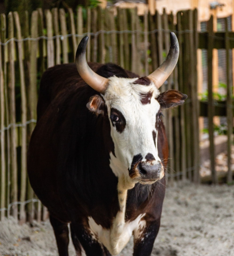 Zeboe - Dier - De Zonnegloed - Dierenpark - Dieren opvangcentrum ...