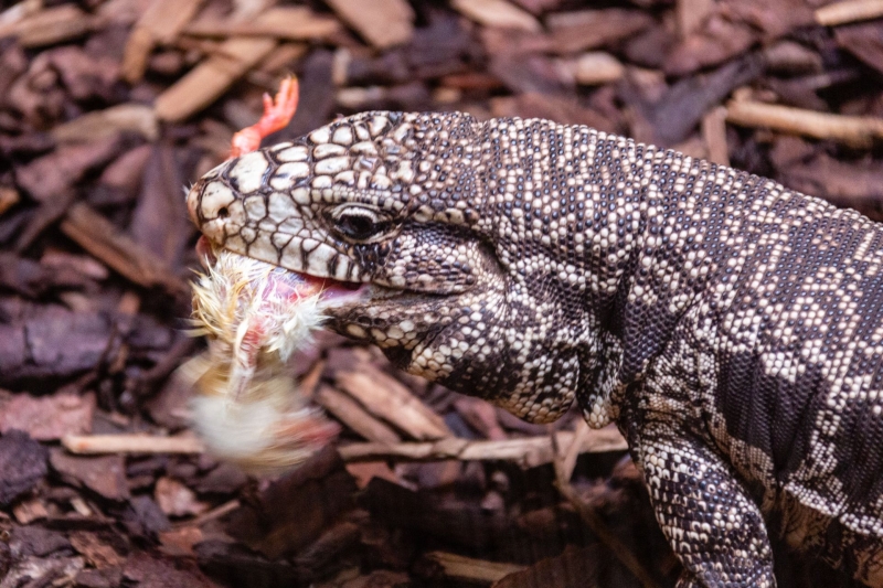 Zwart witte Argentijnse teju - Dier - De Zonnegloed - Dierenpark ...